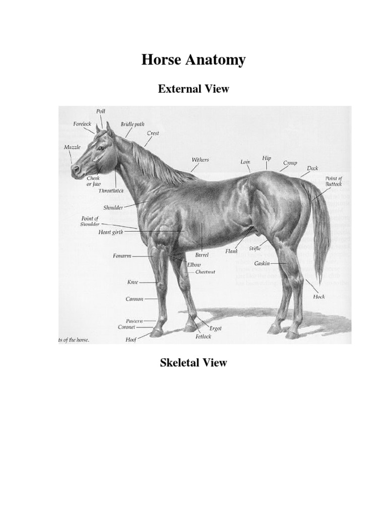 Horse Anatomy | PDF | Skeletal System | Anatomy
