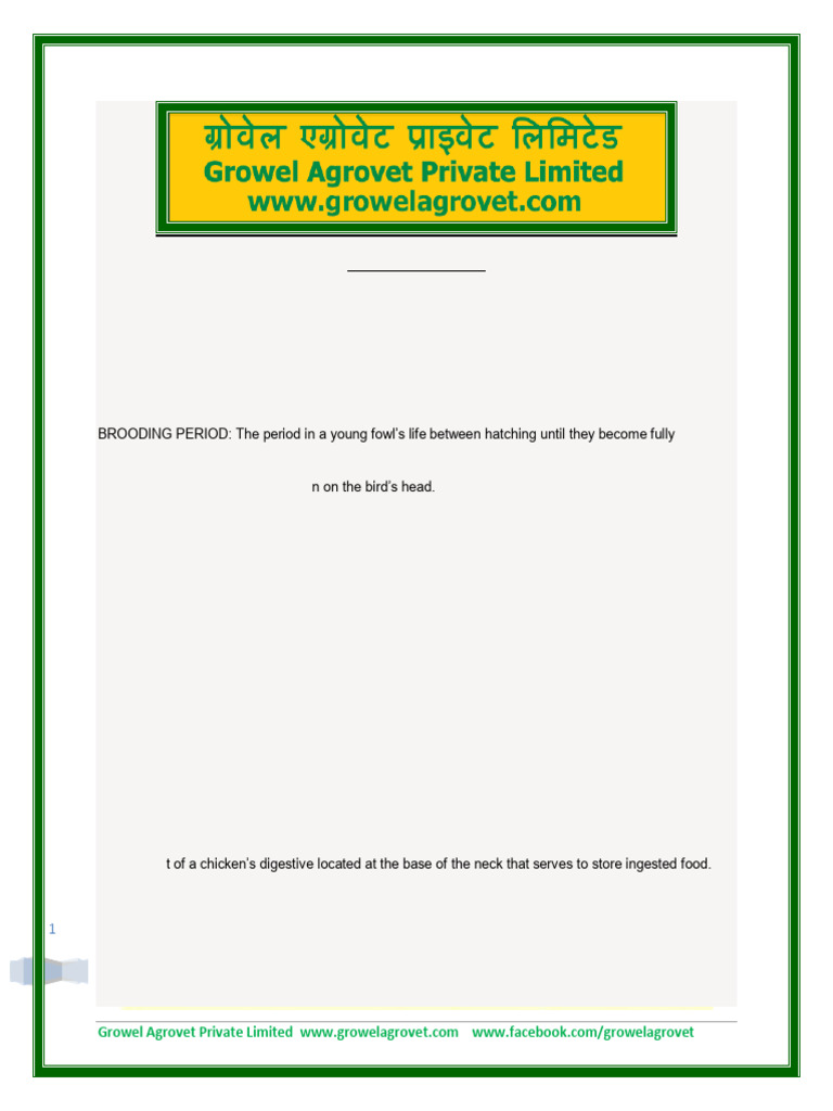 Chicken Terminology | PDF | Chicken | Egg