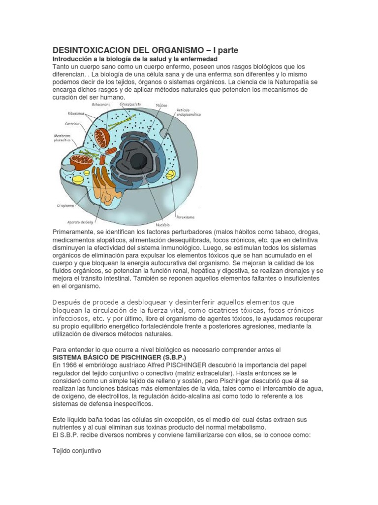 Desintoxicación del Organismo: Guía Básica | PDF | Vena | Biología
