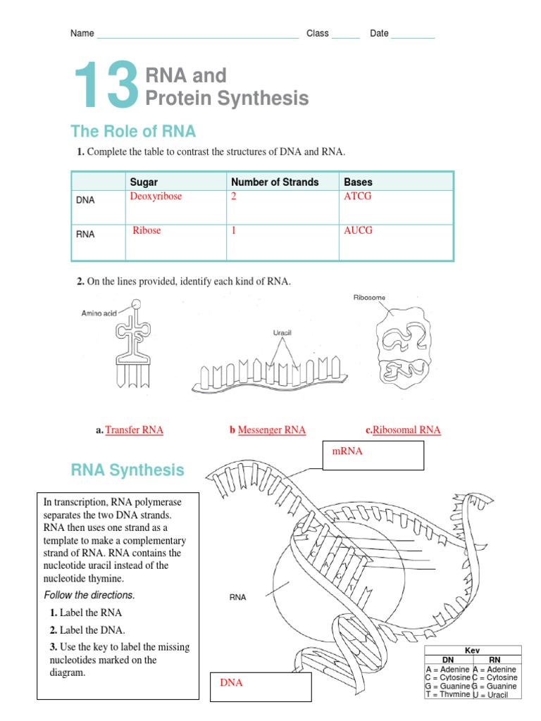CH 13 Study Guide Key | PDF | Rna | Point Mutation