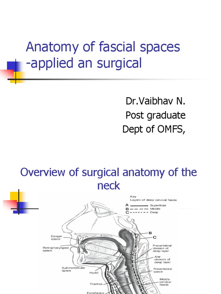 Anatomy of Fascial Spaces | PDF | Neck | Common Carotid Artery