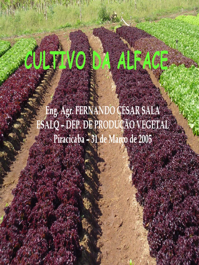 Cultivo de Alface | PDF | Alface | Cálcio