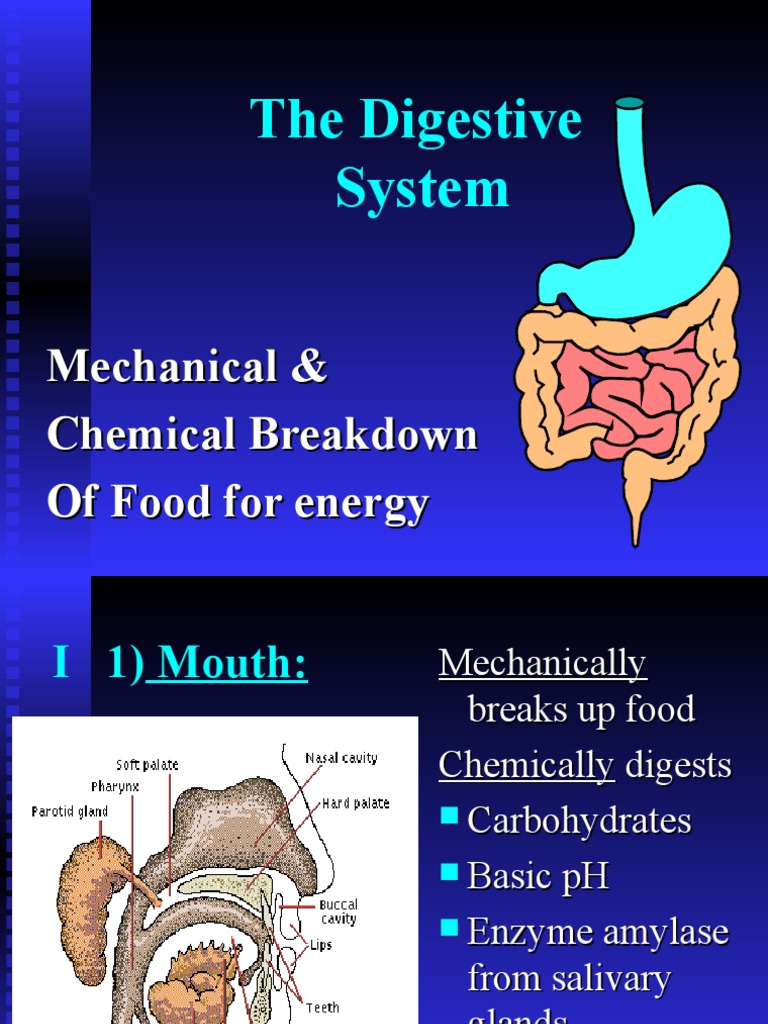 The Digestive System: Mechanical & Chemical Breakdown of Food For ...