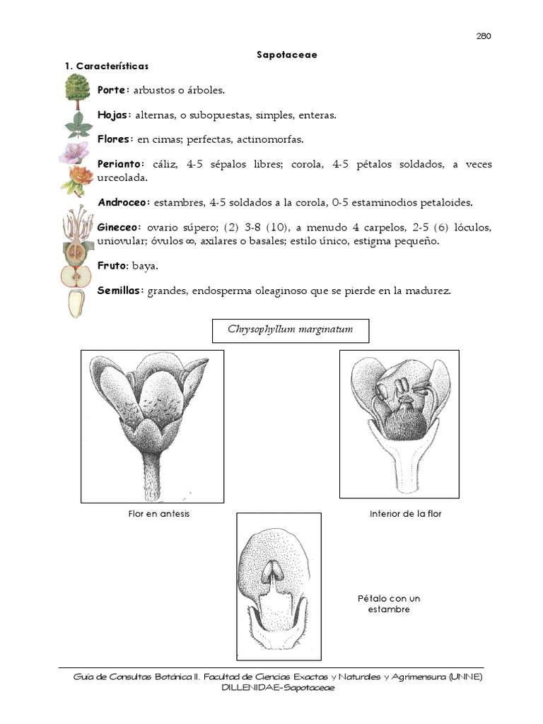 Sapotaceae | PDF | Flores | Botánica