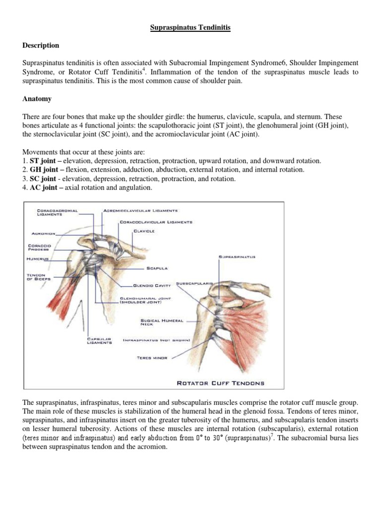 Supraspinatus Tendinitis | Shoulder | Anatomical Terms Of Motion
