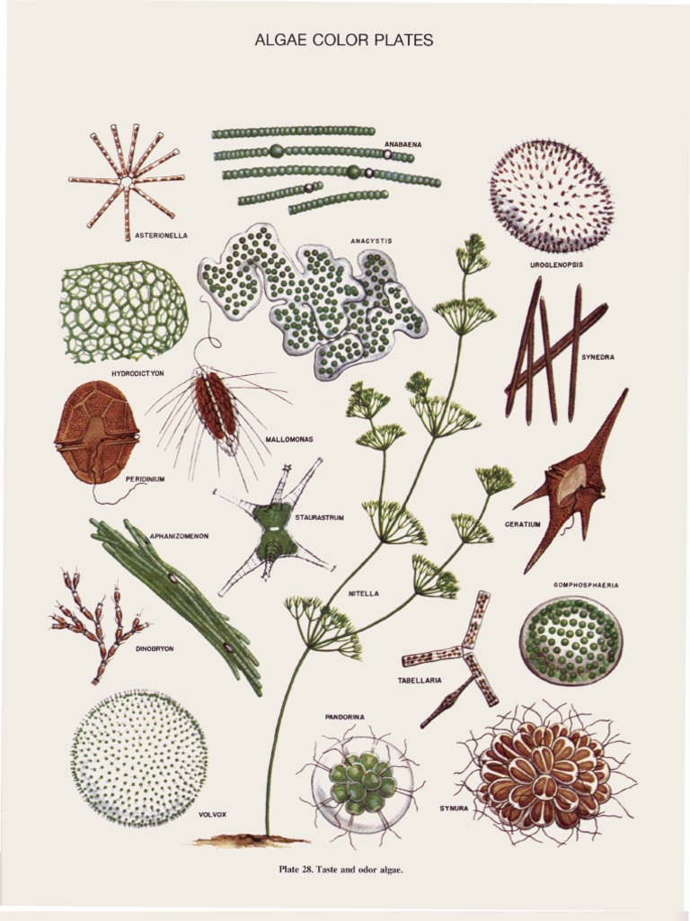 Standard Methods 21st ed - Algae Color Plates