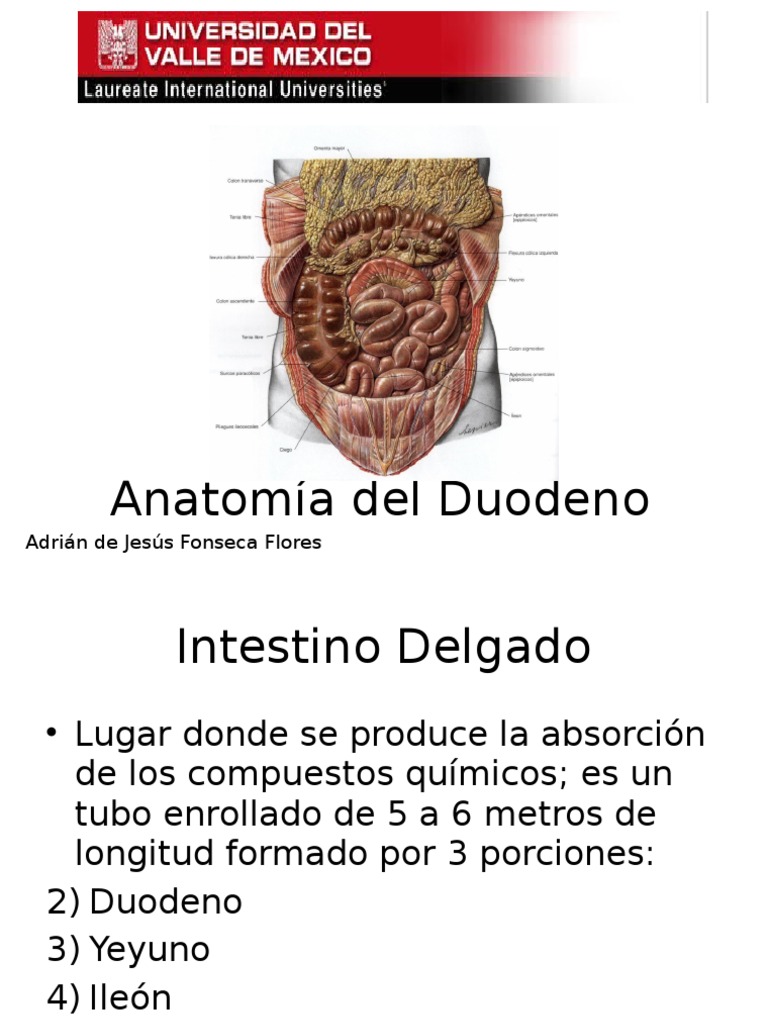 Anatomía del Duodeno | Anatomía humana | Abdomen