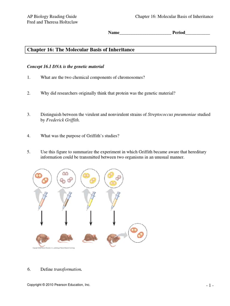 Chapter 16 Molecular Basis of Inheritance | PDF | Dna Replication | Dna