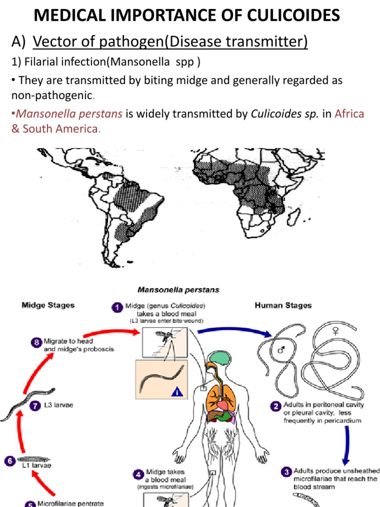 Medical Importance of Culicoides | PDF | Microbiology | Medicine