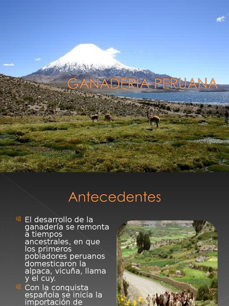 Ganaderia en El Perú | PDF | Industria de alimentos | Ganado