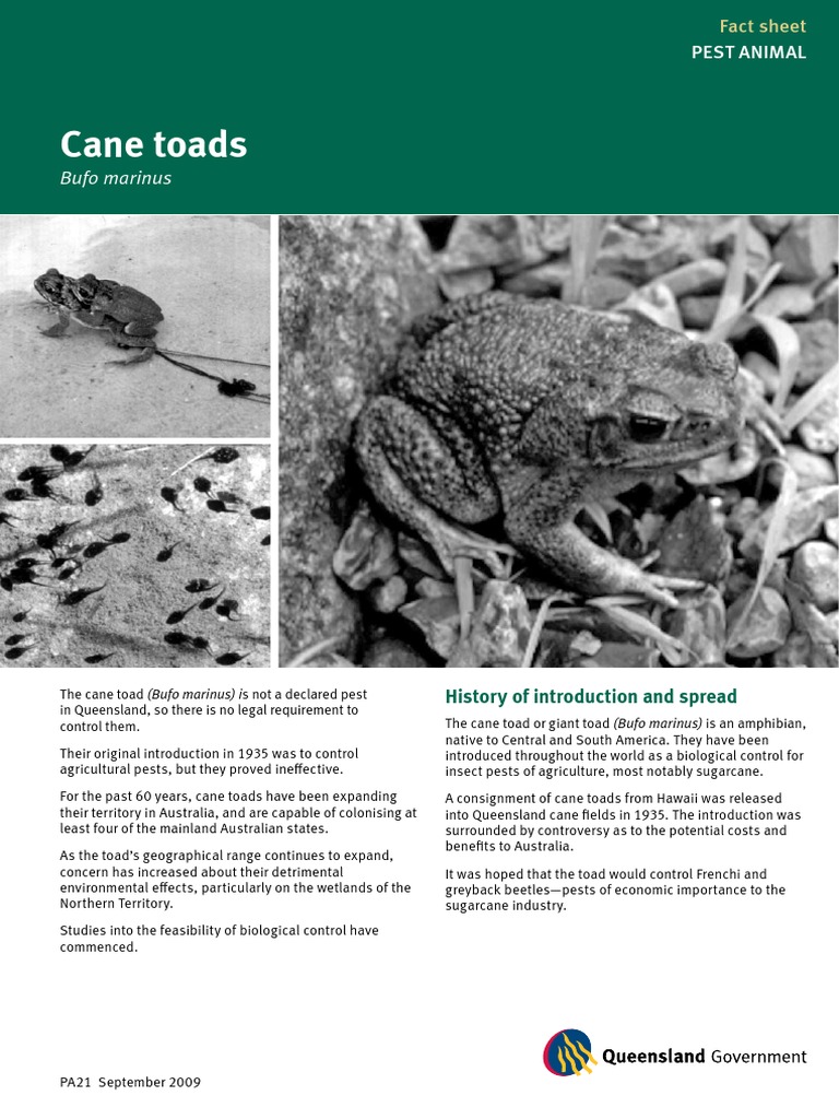 Cane Toad | PDF | Frog | Introduced Species