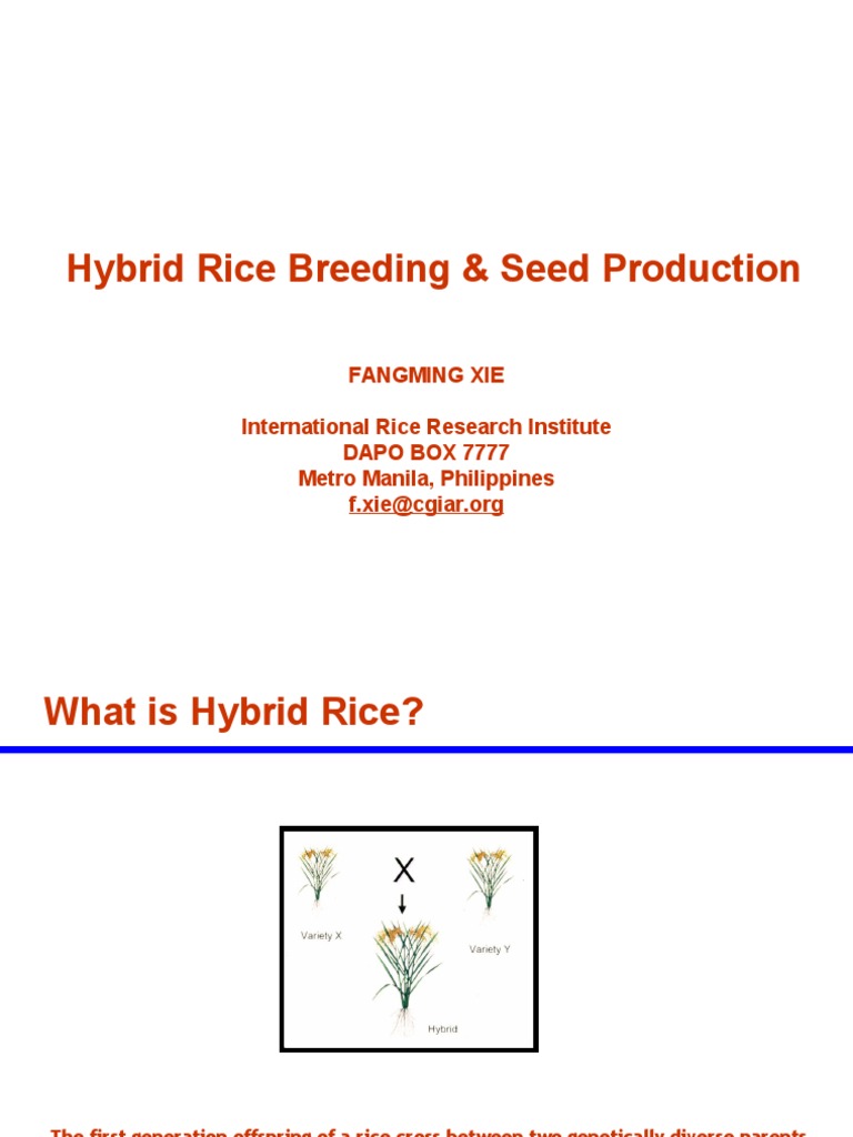 125617332 Hybrid Rice Breeding Seed Production Ppt | Plant Breeding ...