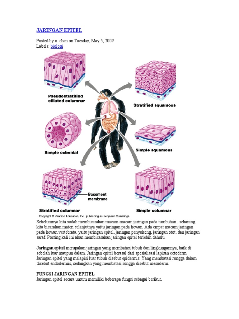 Microsoft Word - Jaringan Epitel | PDF | Griya & Taman | Kesehatan Holistik