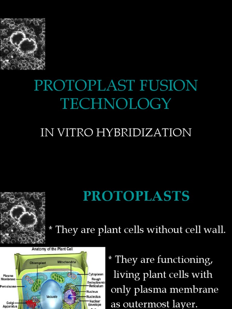 Protoplast Fusion Technology: in Vitro Hybridization | PDF | Molecular ...