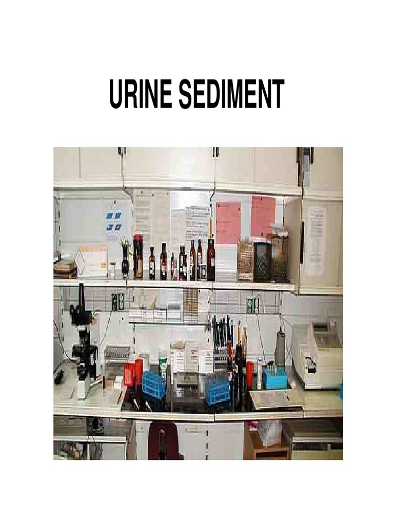 Urine Sediment | PDF | Urine | White Blood Cell