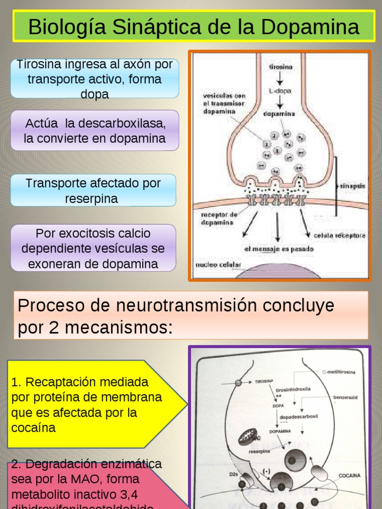 Dopamina y Transmision Dopaminergica | Dopamina | Sinapsis