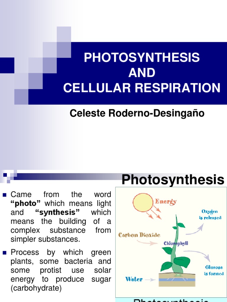 Photosynthesis and Cellular Respiration New | PDF | Cellular ...