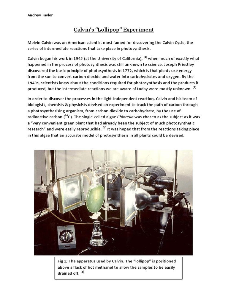 Calvin's Lollipop | PDF | Photosynthesis | Biochemistry