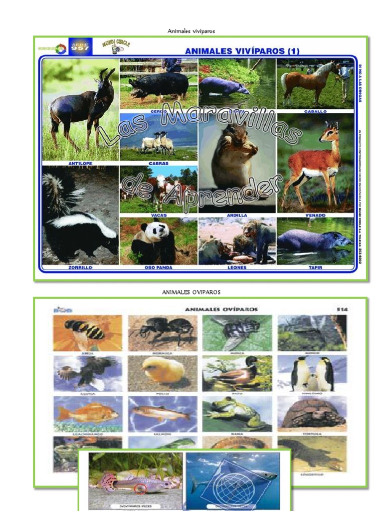 Animales Vivíparos | PDF