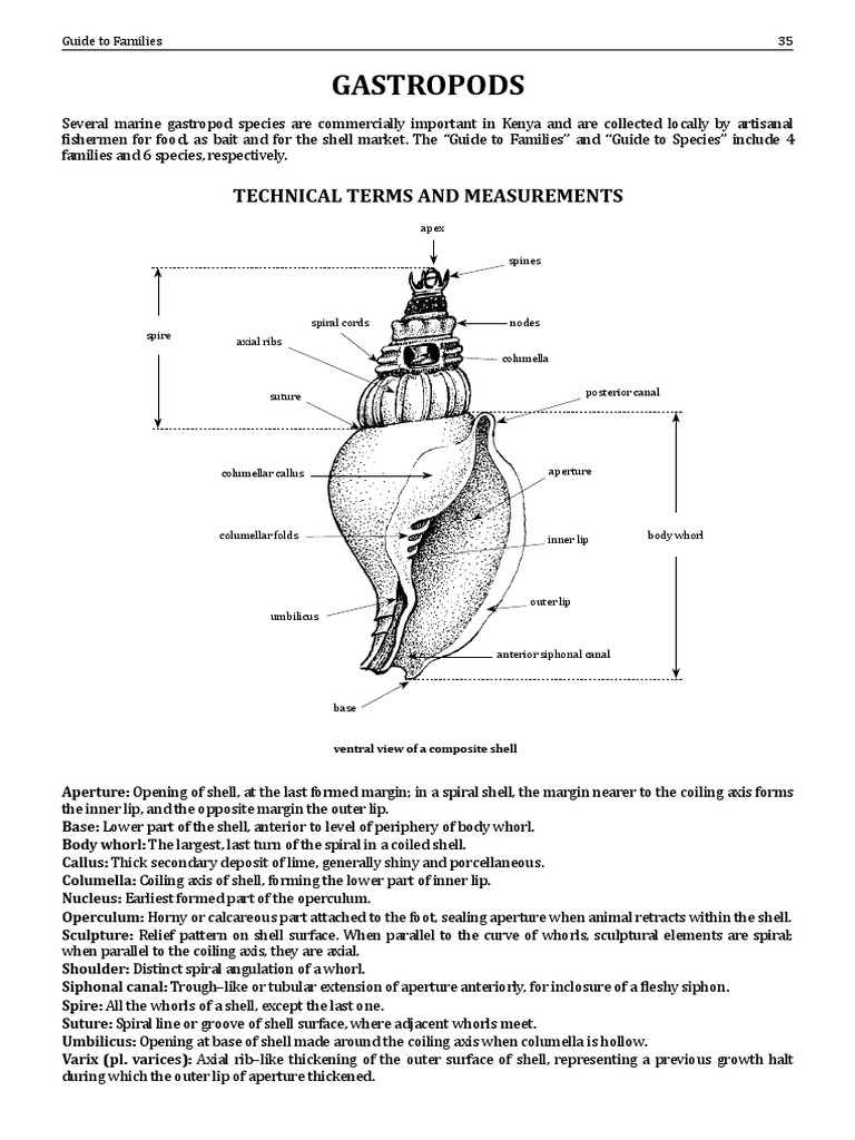 Gastropods | PDF | Anatomical Terms Of Location | Molluscs