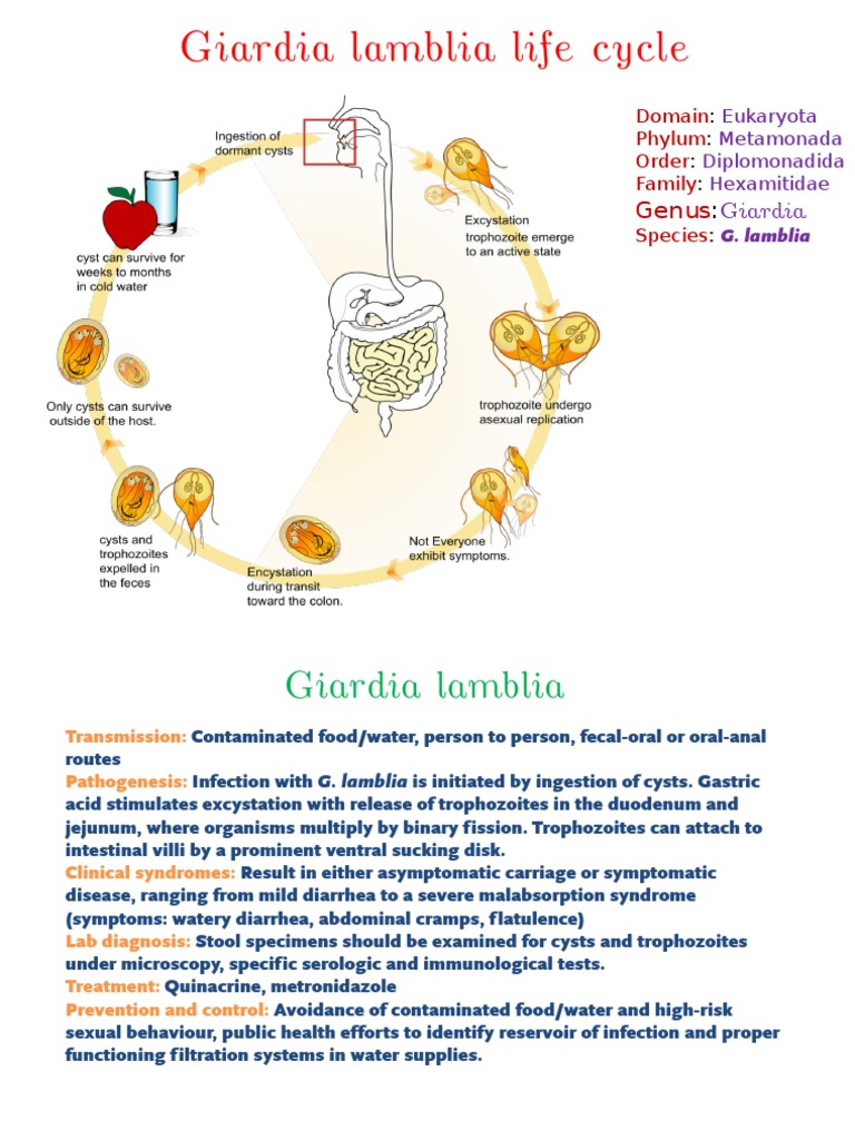 Giardia lamblia: A Detailed Examination of its Life Cycle, Transmission ...