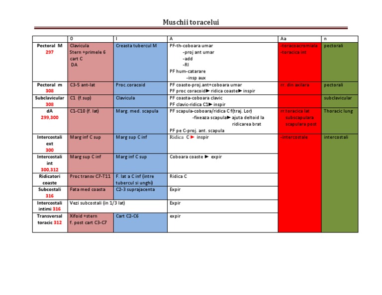 Muschii Toracelui | PDF