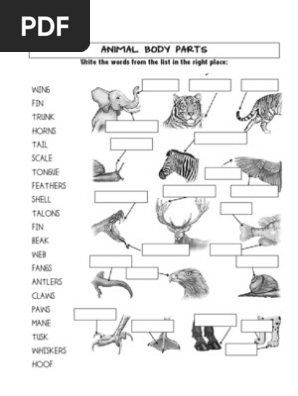 Animals Label And Classify English Esl Worksheets For