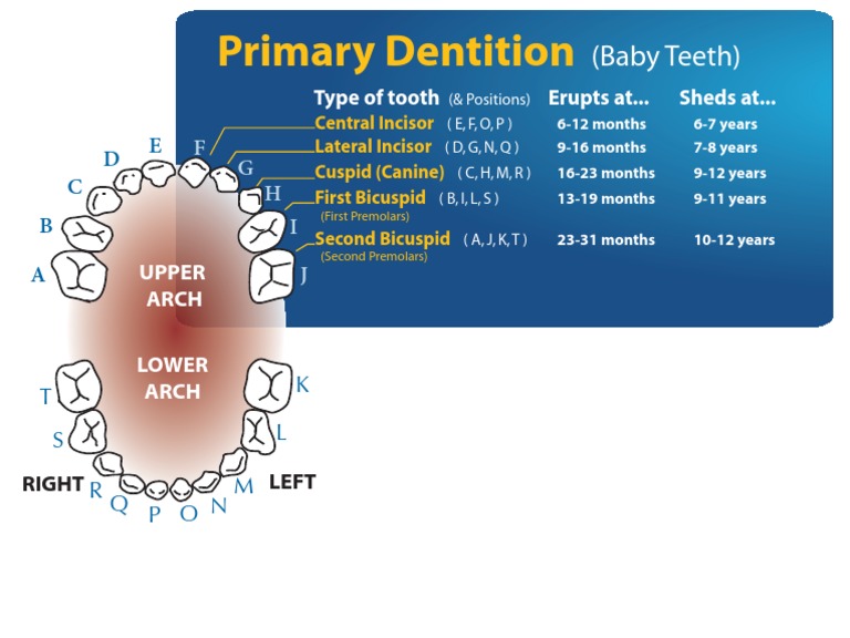 Primary Dentition | PDF