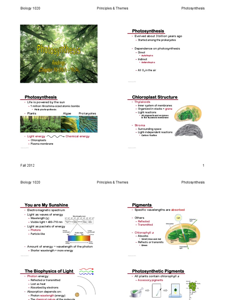 Photosynthesis: Biology 1020 Principles & Themes Photosynthesis ...