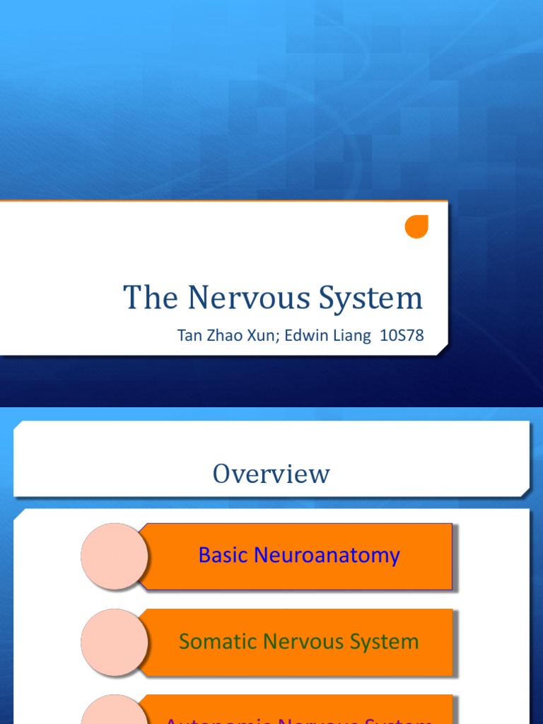 The Nervous System: Tan Zhao Xun Edwin Liang 10S78 | PDF | Autonomic ...