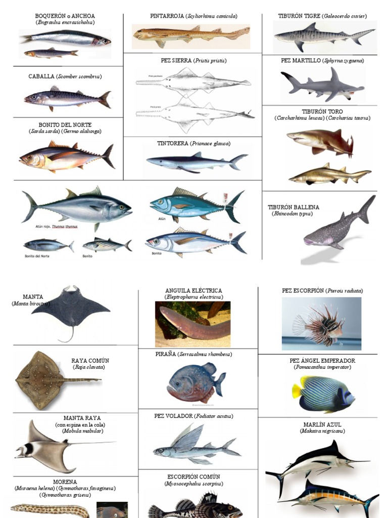 Visu Peces | Vertebrados | Depredadores