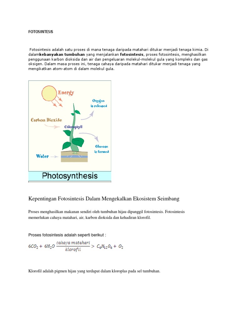 Proses FOTOSINTESIS | PDF