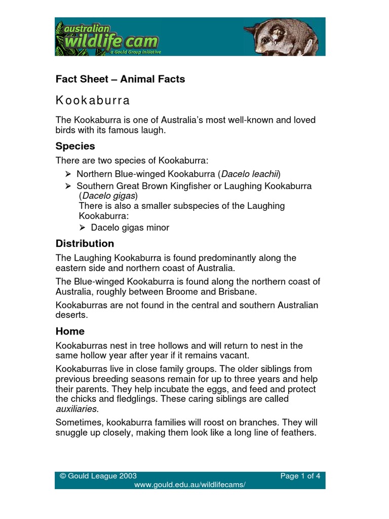 Fact Sheet Kookaburra | PDF | Holarctic Birds | Vertebrates