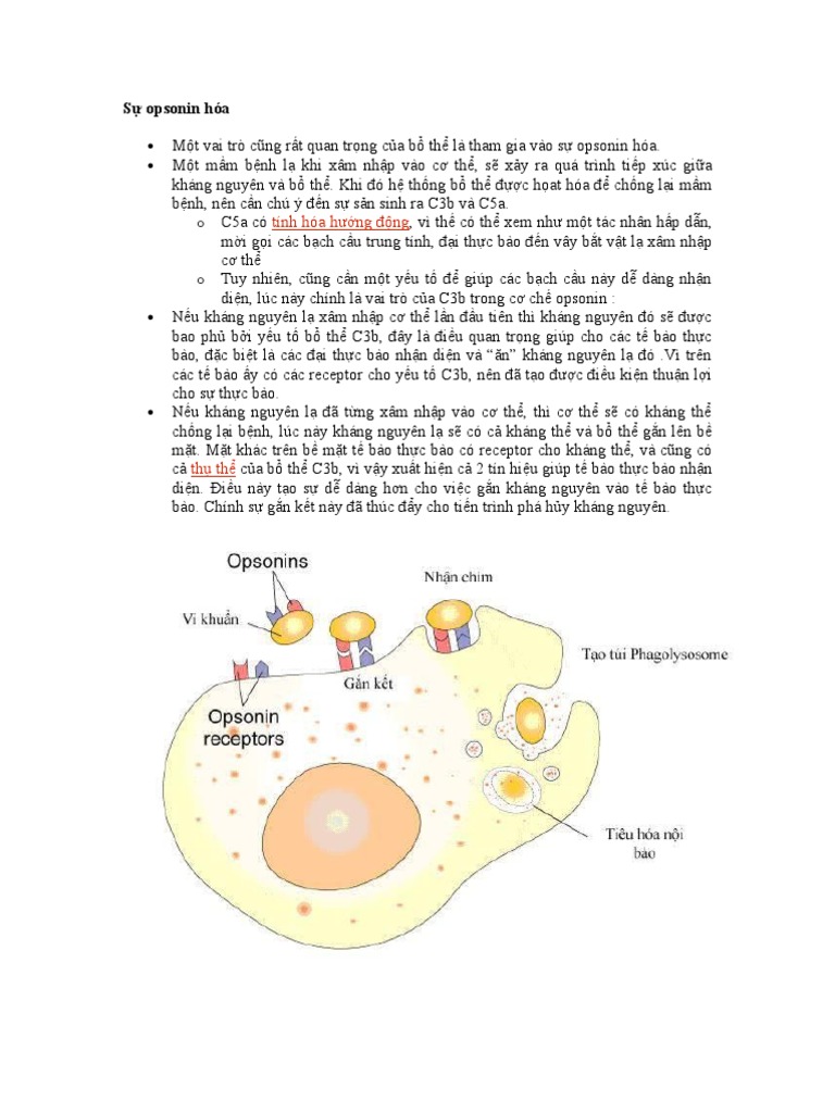 S Opsonin Hóa | PDF