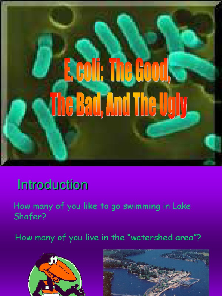 Ecoli Lesson | PDF | Colony Forming Unit | Escherichia Coli