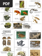 ANIMALITO | PDF | Ganado | Animales domesticados