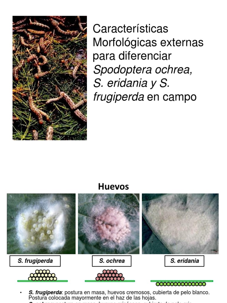 Características morfológicas clave para la identificación de Spodoptera ...