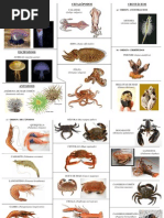 Abecedario de Insectos: A a Z | PDF