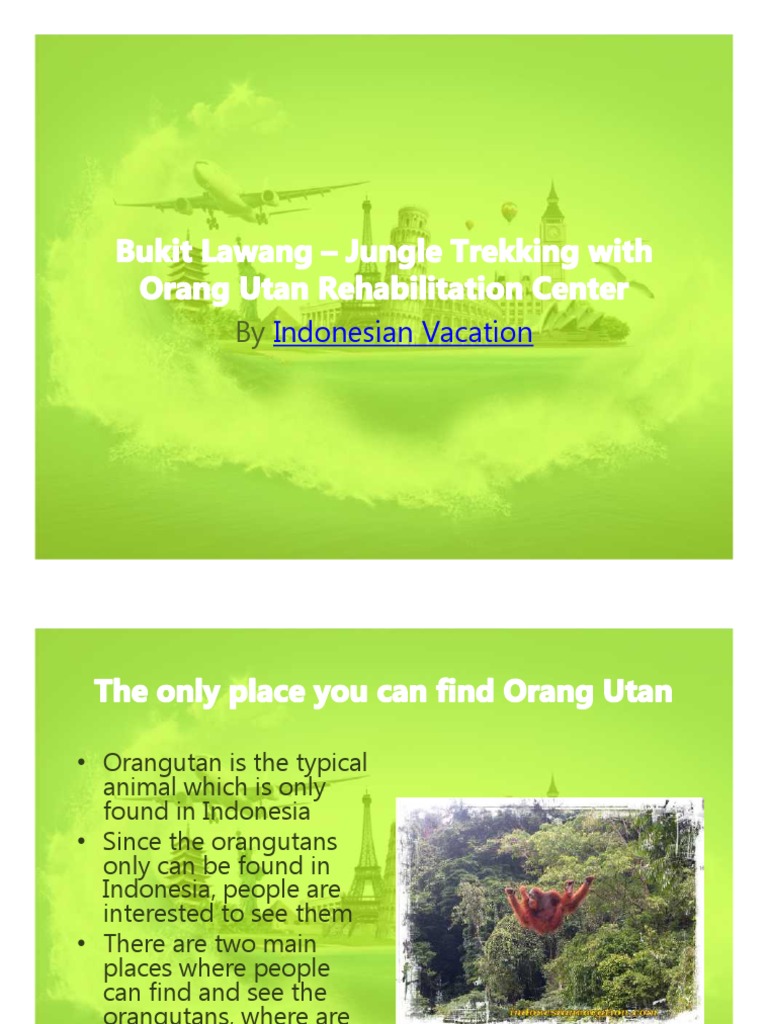 Explore Orangutans in Bukit Lawang | PDF | Orangutan | Conservation