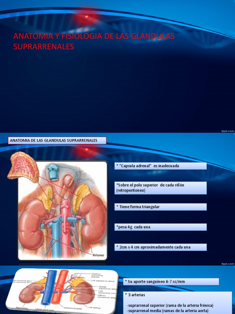 Anatomia y Fisiologia de Las Glandulas Suprarrenales | Glándula ...