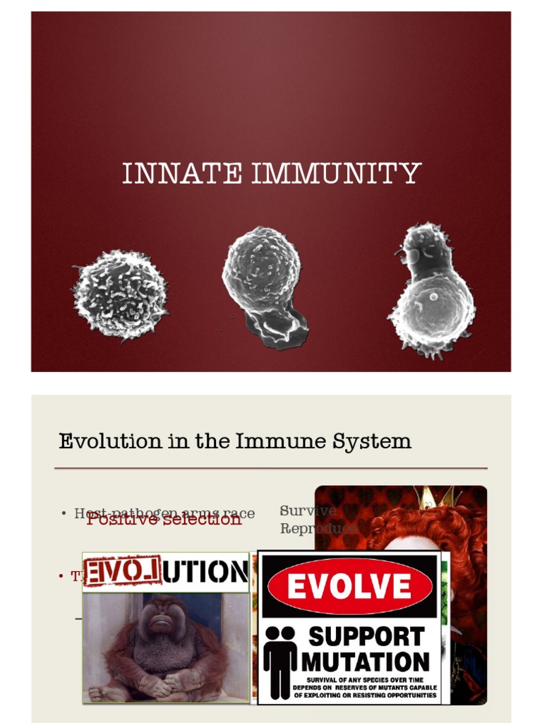 Lecture 3 Innate Immunity Pdf Innate Immune System Adaptive