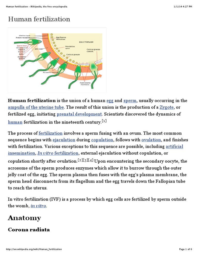 Human Fertilization Process Explained | PDF | Fertilisation ...