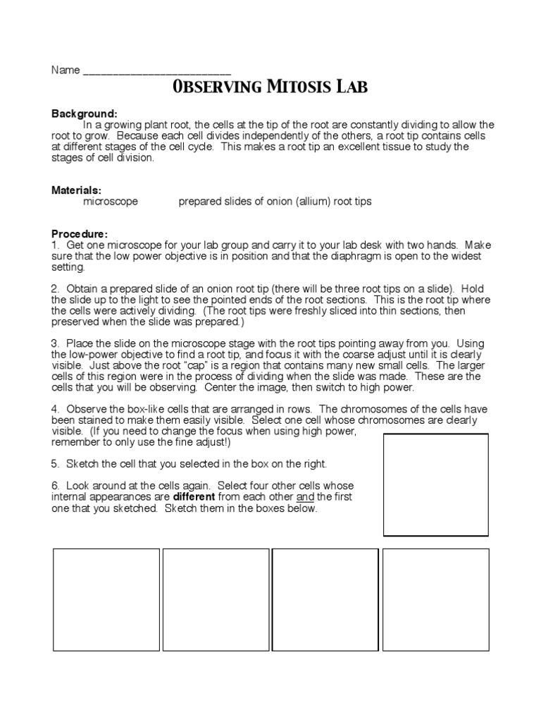 Mitosis Lab | PDF | Sexual Reproduction | Biological Interactions