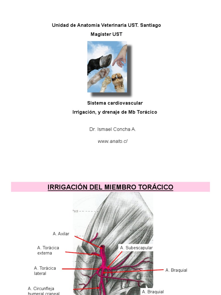 Irrig MbToracico Canino 004 - For PDF - PDF | PDF