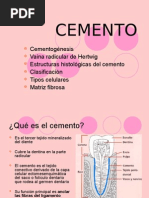 Tipos de Cemento Radicular: Acelular y Celular | PDF | Ramas de ...
