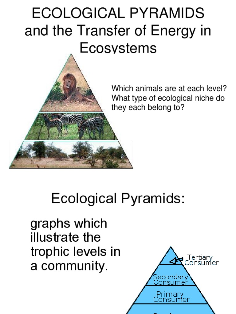 Ecological Pyramids | PDF | Food Web | Predation
