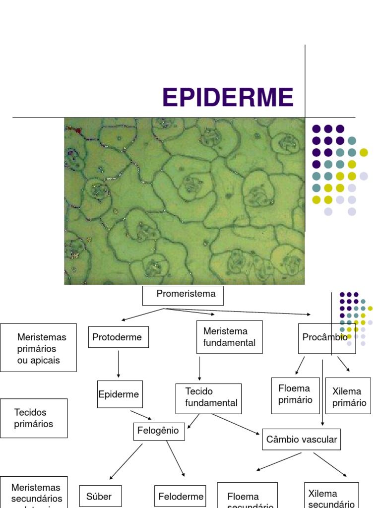 Aula 3 - Epiderme | PDF | Latido | Morfologia vegetal