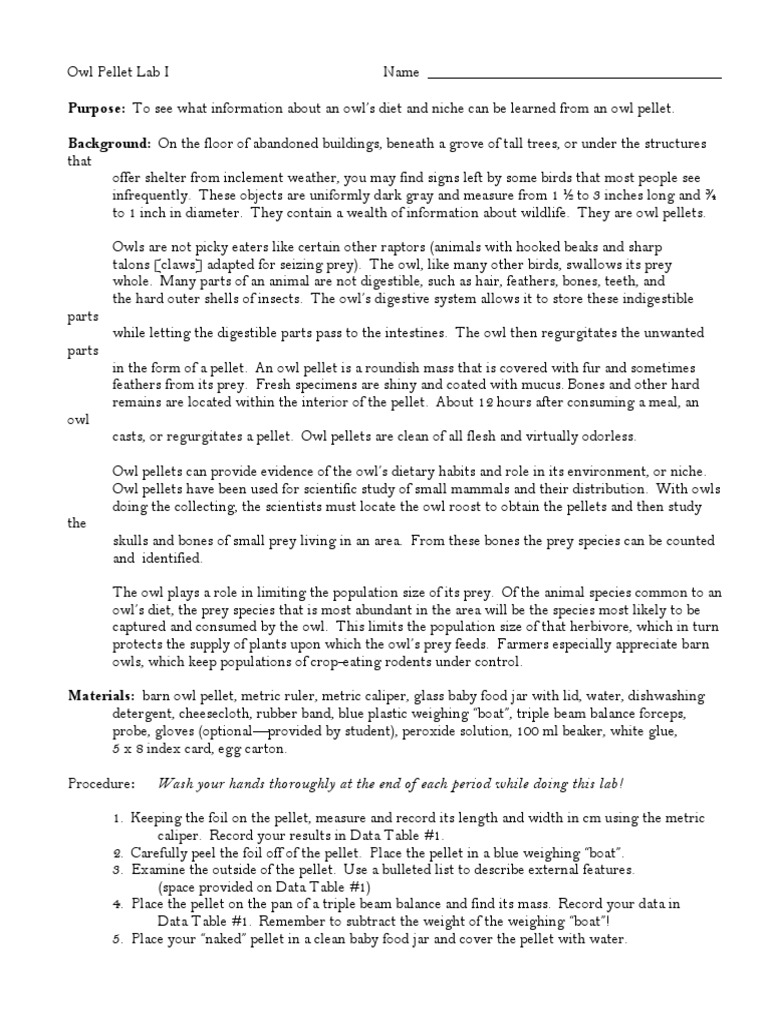 Owl Pellet Lab I 11 | PDF | Owl | Tetrapods