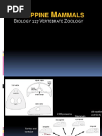 Rodent Skull Identification Guide | PDF | Tooth | Rodent