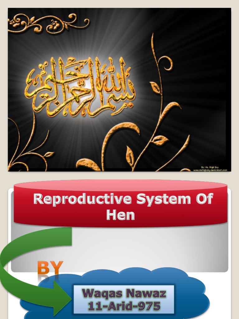 The Structure and Function of the Avian Female Reproductive Tract | PDF ...